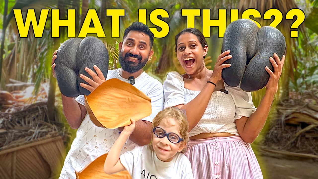 This is World's Biggest Nut! Found on Seychelles - YouTube