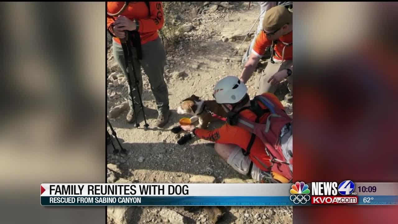 Sabino dog reunion - YouTube