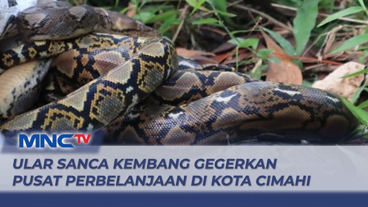 Ular Sanca Kembang Gegerkan Pusat Perbelanjaan di Kota Cimahi ...