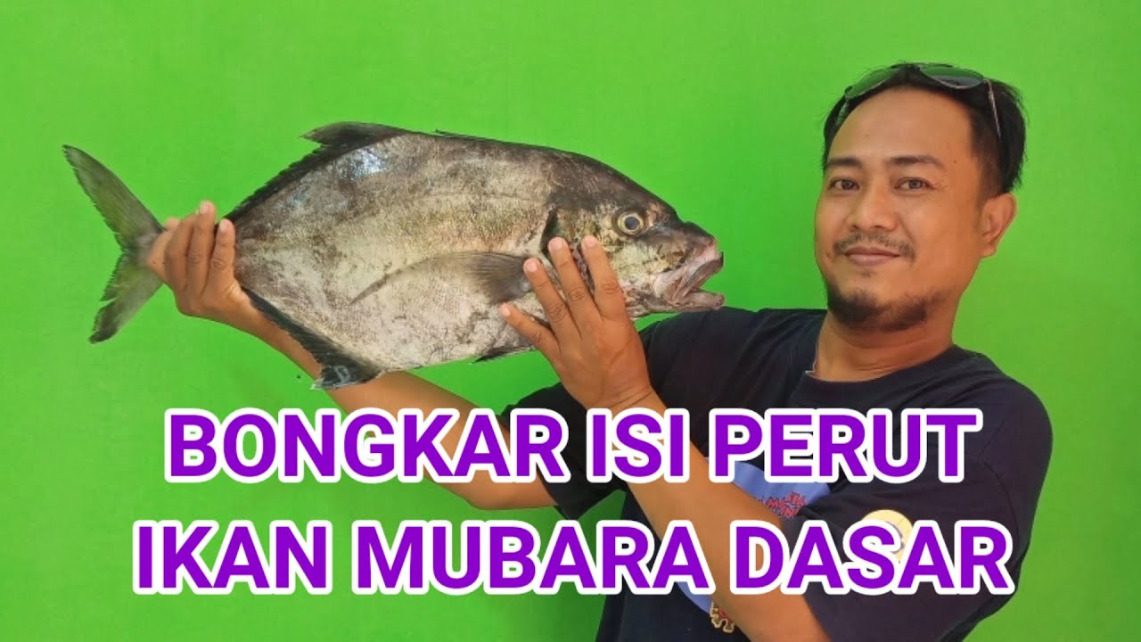 Membongkar Perut ikan mubara Dasar - YouTube