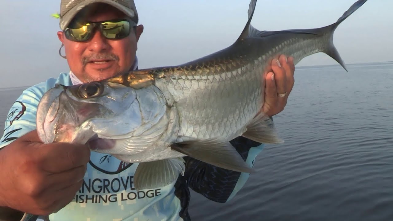 Campeche Juvenile Tarpon Fishing - YouTube
