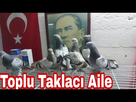 Toplu Taklacı Aile. instagram: birolkarali82 Darıca. Mavi Biberli Taklacı,Sinekli Mat Sabuni