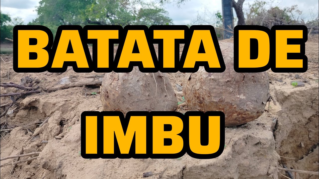 VOCÊ SABIA POR QUE O PÉ DE IMBU NÃO MORRE NA ÉPOCA DA SECA NO SERTÃO ...