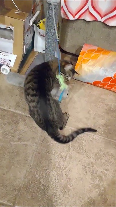 Funny cat playing with his toy! #cat #funnycats #catplaying - YouTube