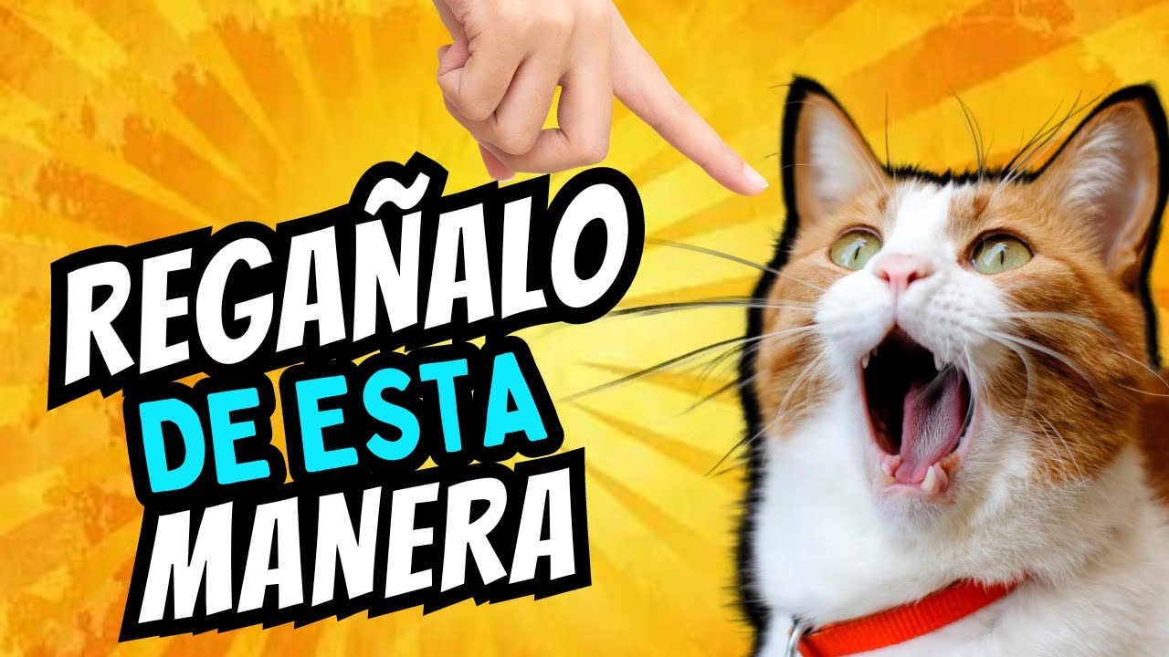 como REGAÑAR CORRECTAMENTE a tu GATO sin GANÁRTELO de ENEMIGO🐈 - YouTube