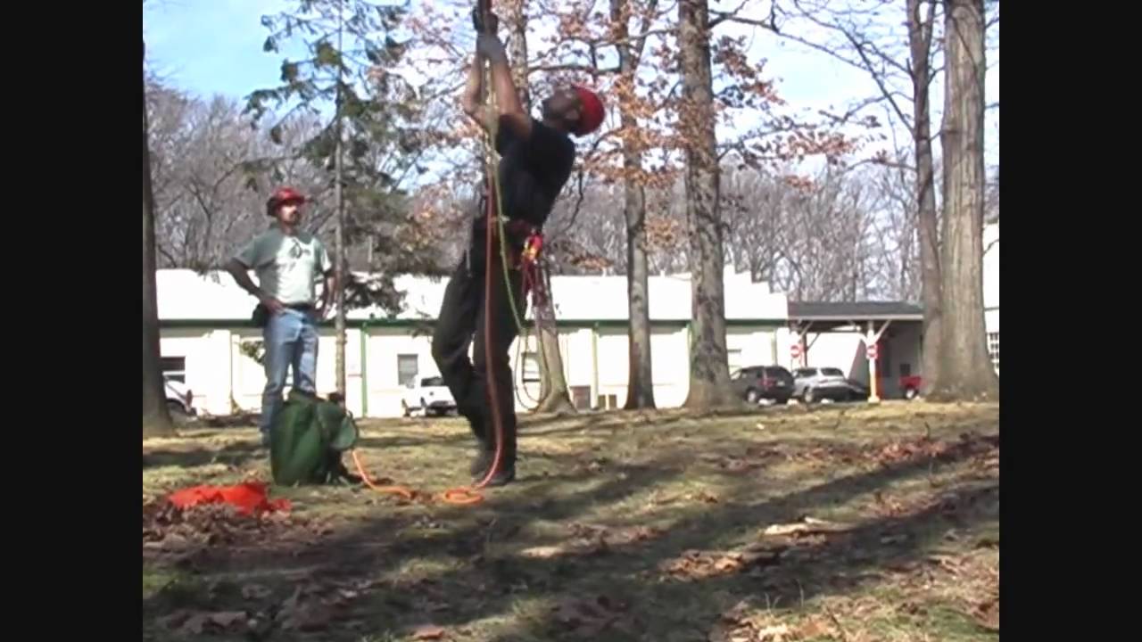 Mark Chisholm pruning a large tree 2 - YouTube