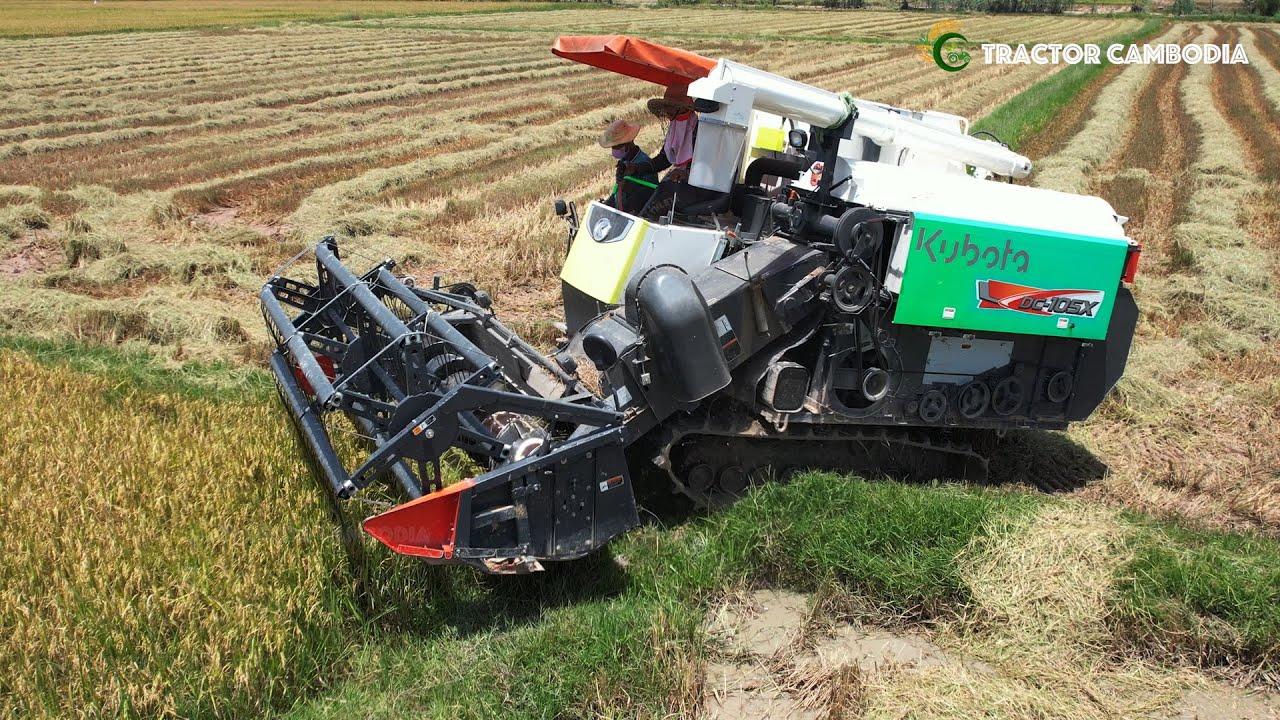 Beautiful Nature Rice Farming | Kubota Combine Harvester DC105 ...