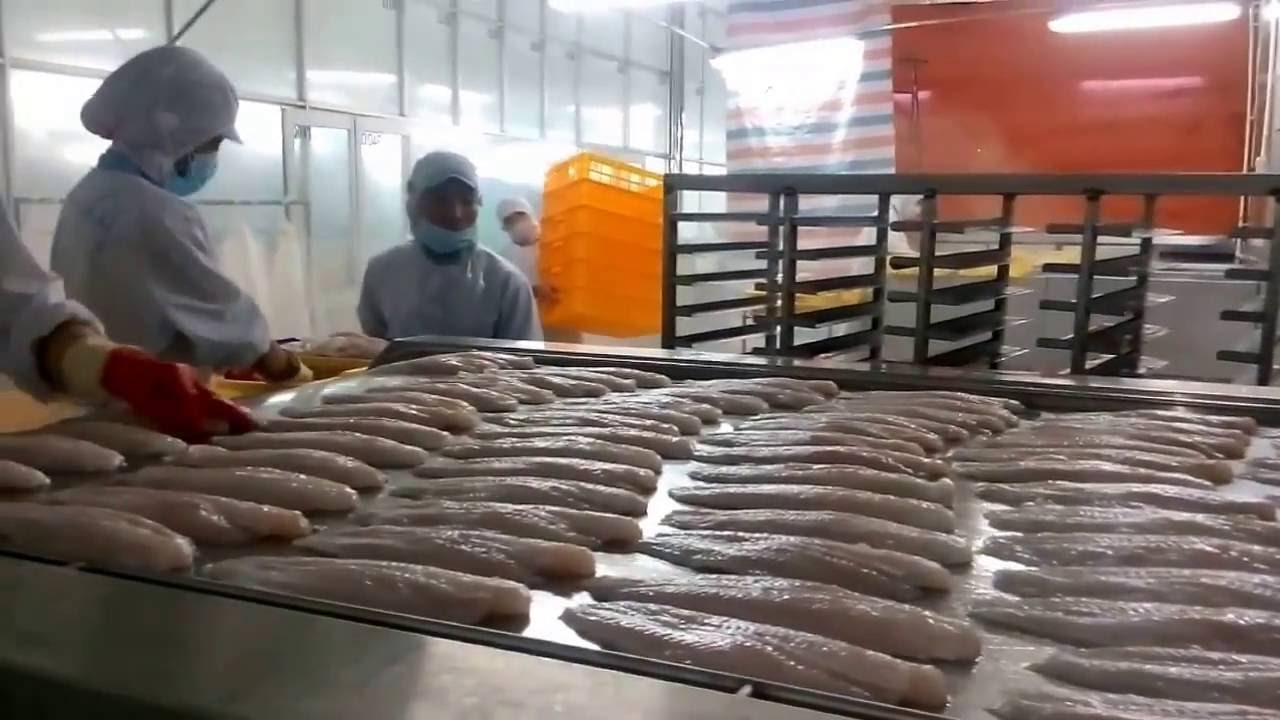 IQF machine for fish fillet - infeed - YouTube
