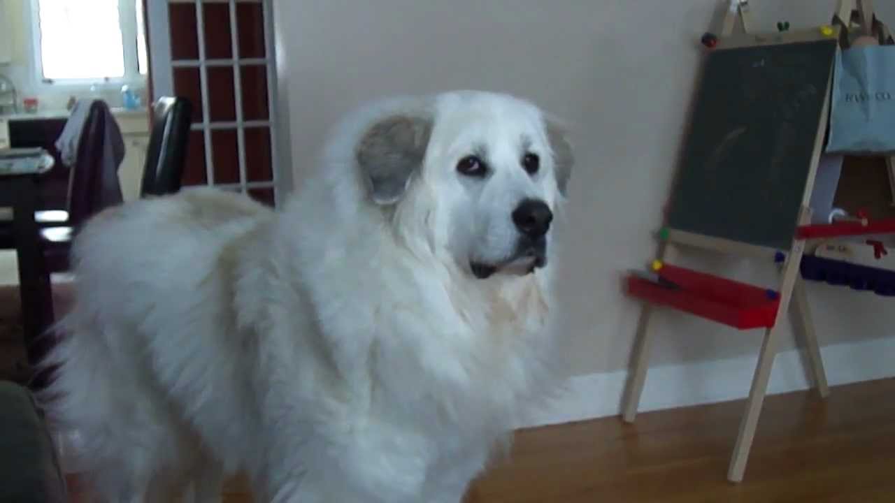 Casper the Howling Pyrenees Part 2 - YouTube