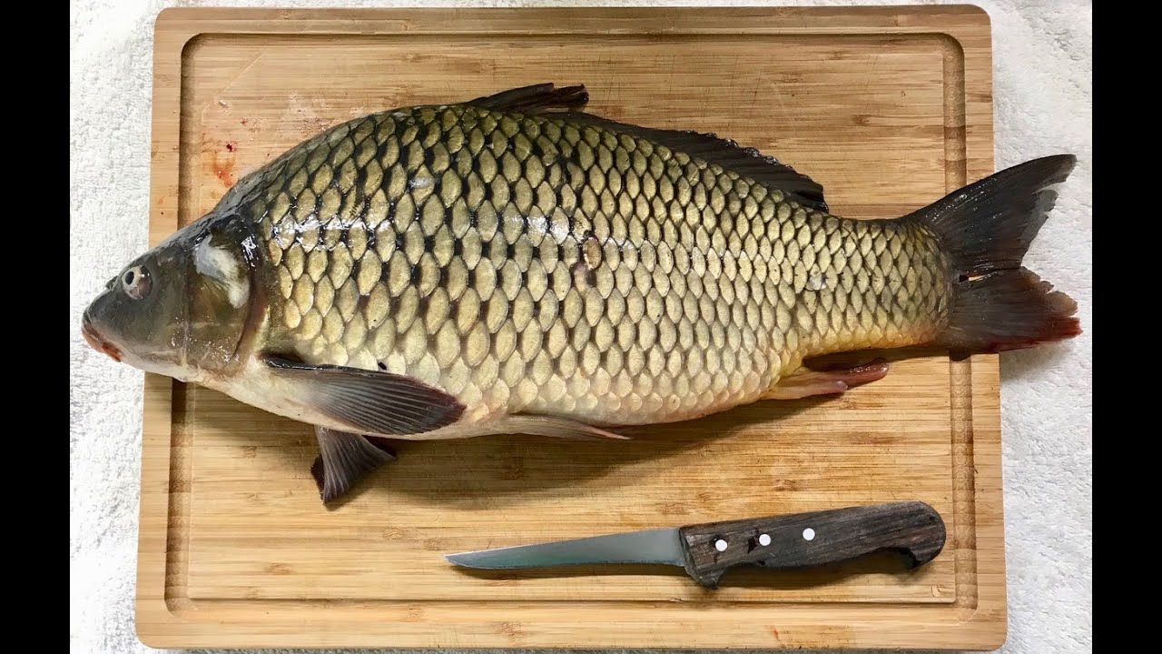 DIY How to fillet fish.Ako filetovat kapra. Karpfen filetieren ...