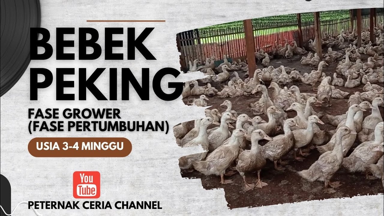 BEBEK PEKING || Fase Grower usia 4 minggu ( Fase Pertumbuhan)|| - YouTube