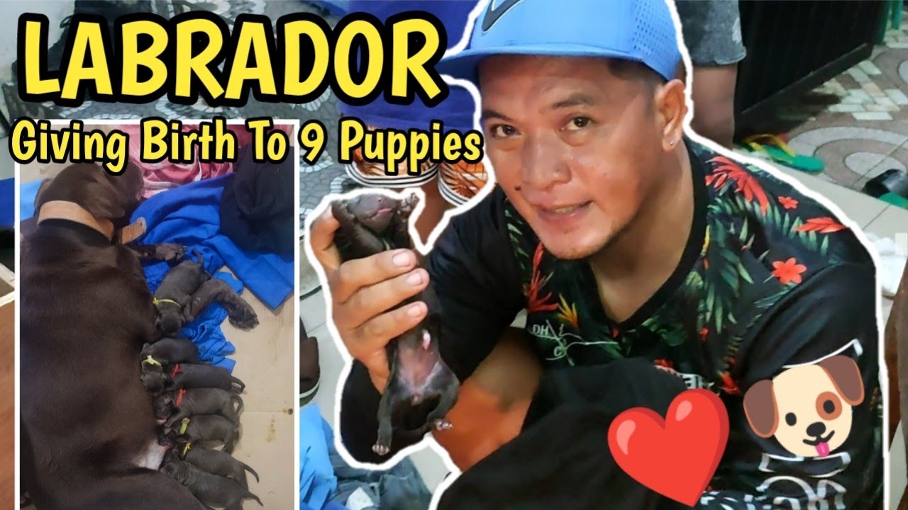 LABRADOR RETRIEVER GIVING BIRTH TO 9 PUPPIES | CHOCO LAB 🐶 - YouTube