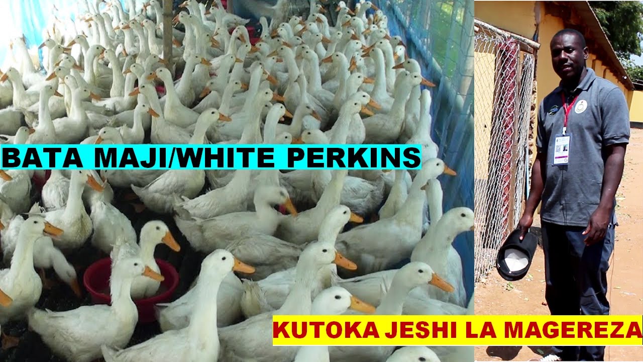MAFUNZO YA BATA MAJI(BATA AINA YA PEKIN) KUTOKA JESHI LA MAGEREZA - YouTube