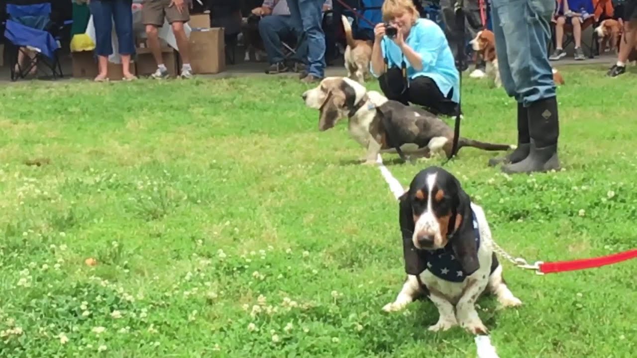 Basset hounds catching hot dogs in slow motion - YouTube