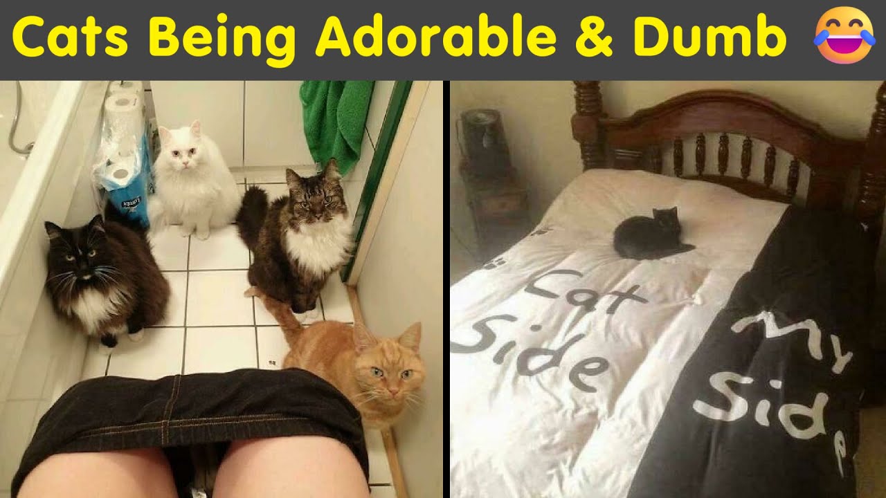 Cats Doing What Cats Do Best — Being Cute & Causing Chaos 😹 - YouTube