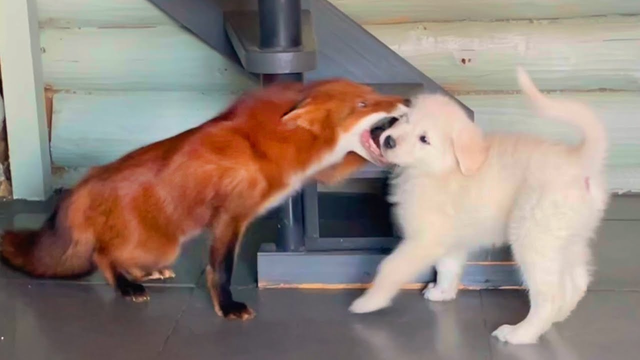 Wild fox attacked a small puppy 🦊VS🐶 - YouTube