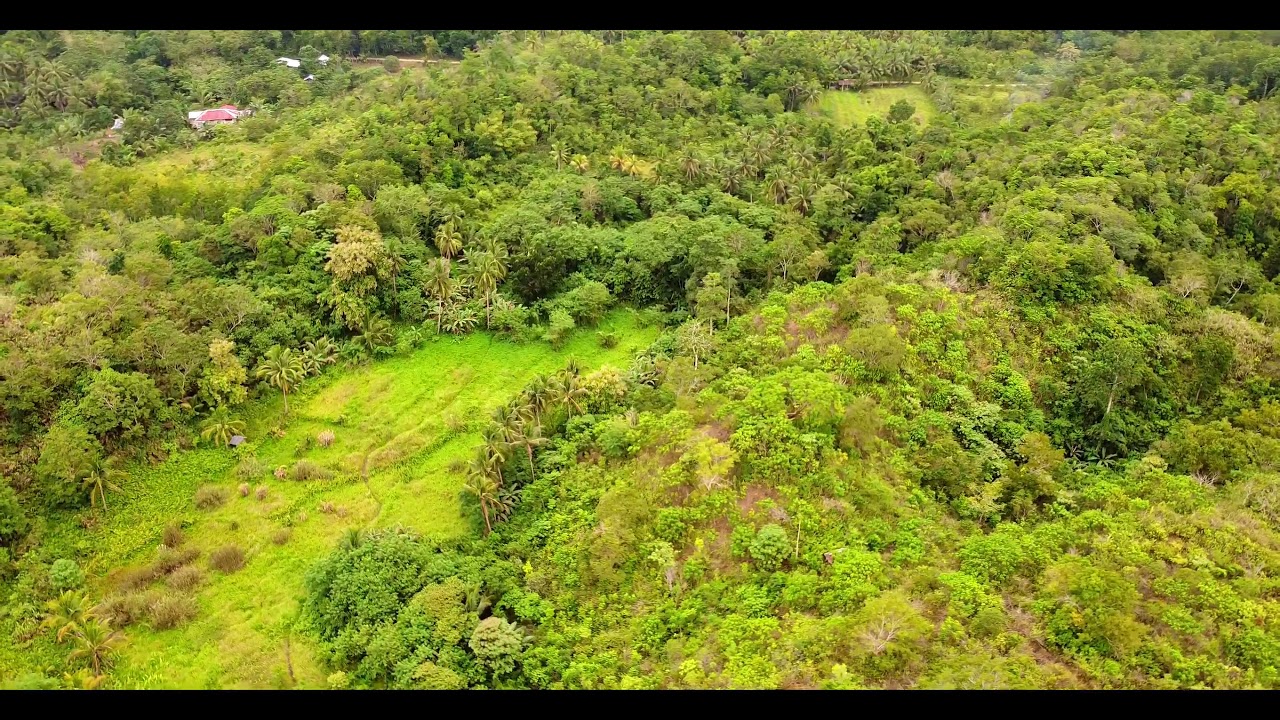 4.1 Hec FARM LOT in Balilihan Bohol| Boholana Realty - YouTube