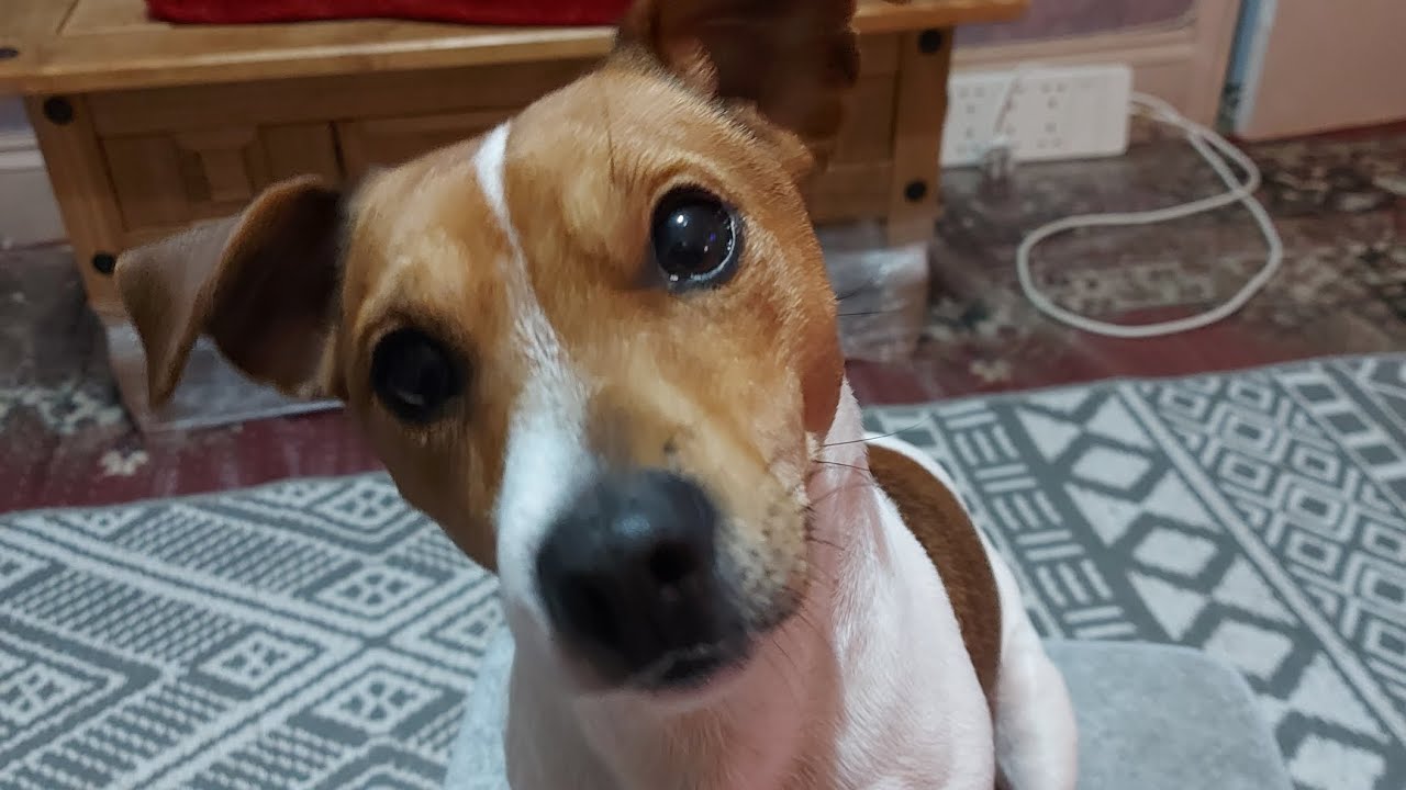 Happy 3rd Birthday Archie - YouTube