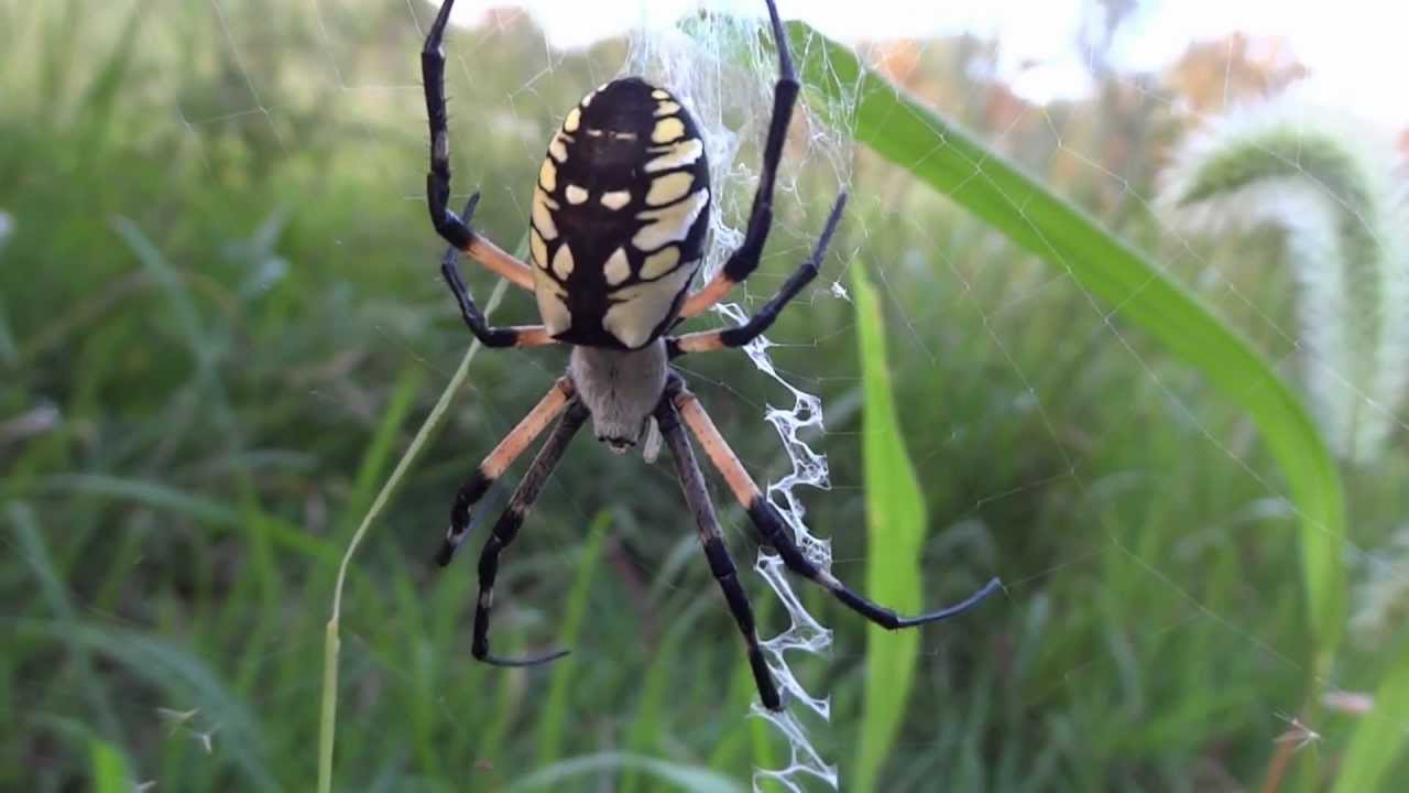 Forest Garden Predators August 2012 - YouTube