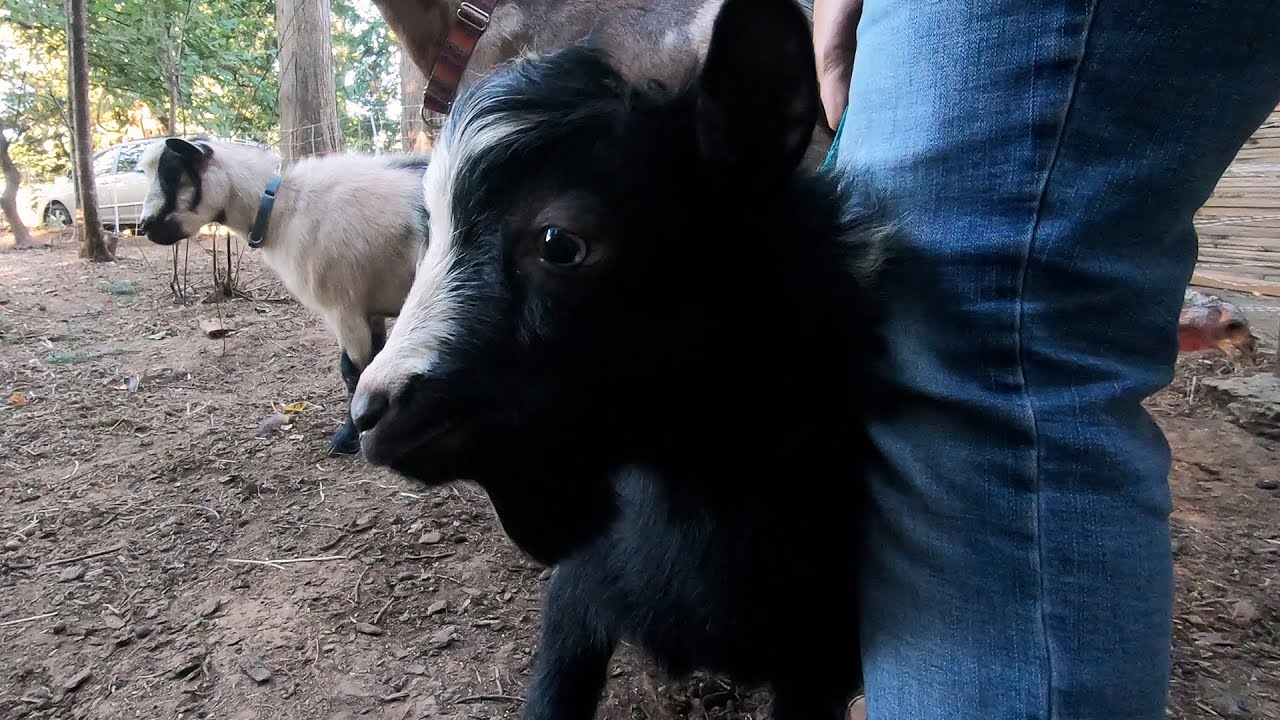 Chickens Escape and Nostalgic Look Back at Our Goats - YouTube