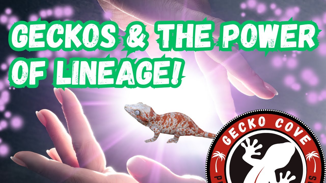 Gecko & The Power of Lineage - YouTube