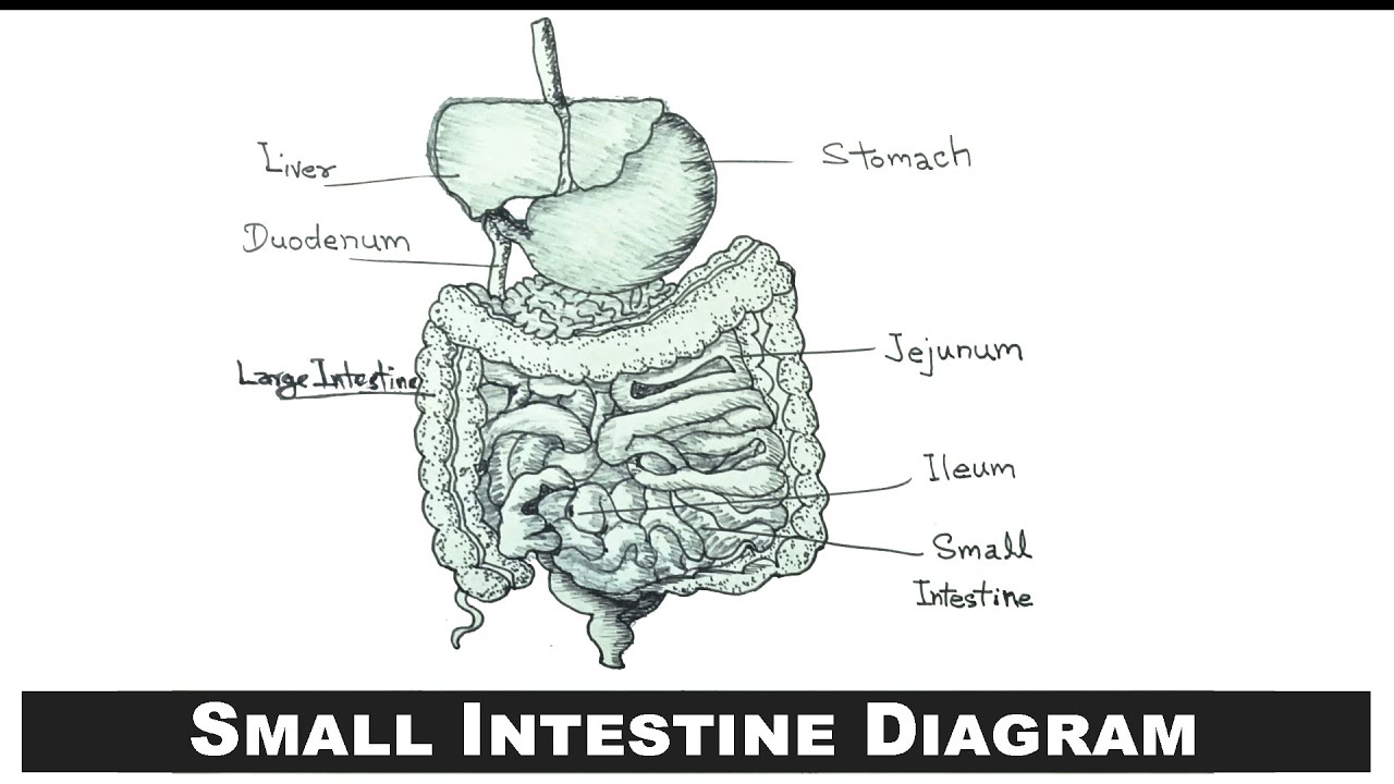 Small Intestine Drawing With Parts