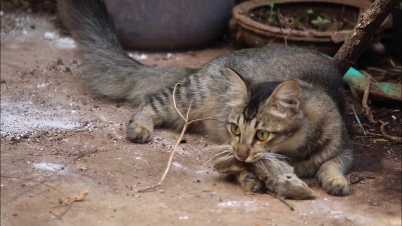 Cat after squirrel hunt - Photo Video - bit graphic - YouTube
