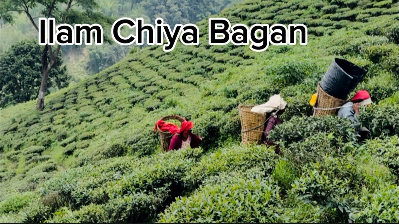 Ilam Chiya Bagan - YouTube