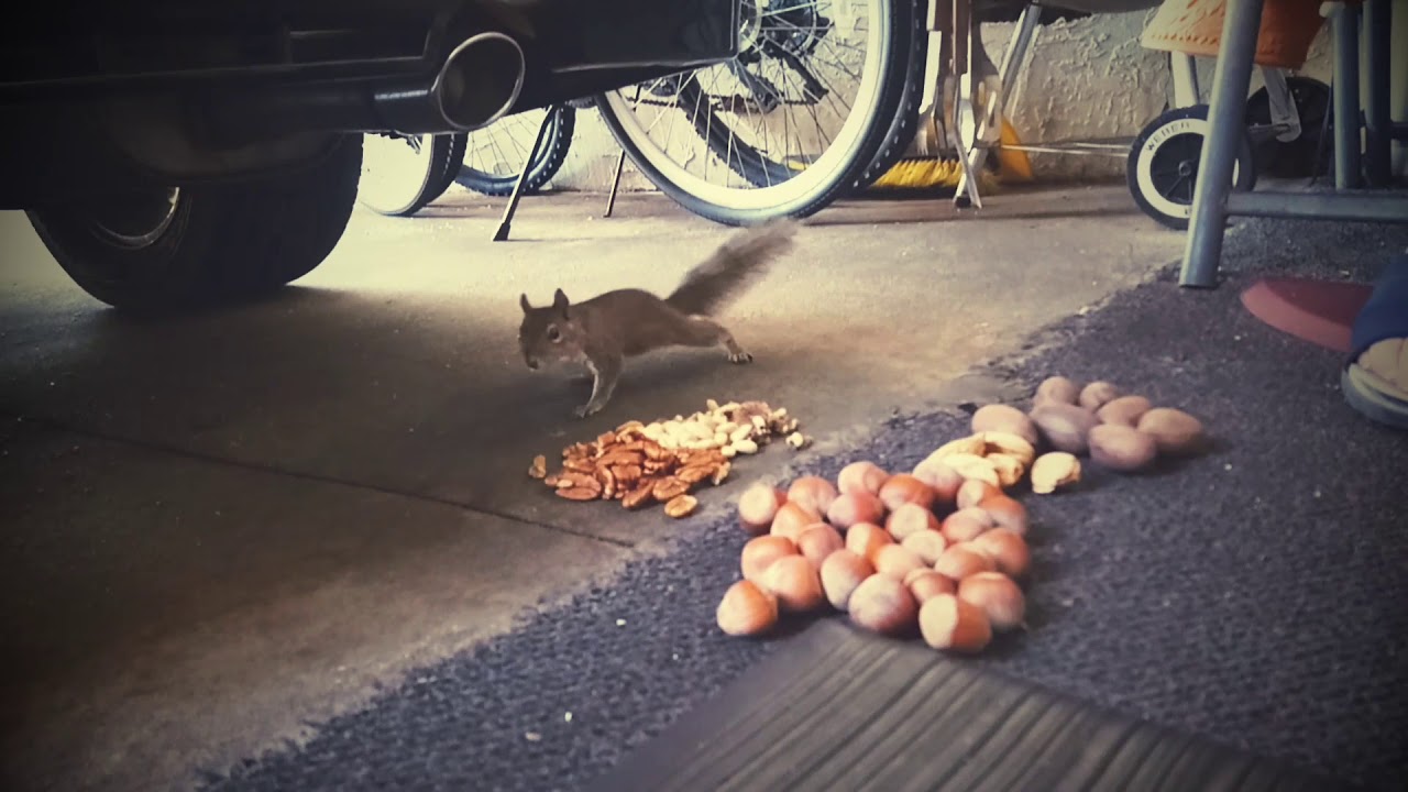 Saturday Squirrels - YouTube