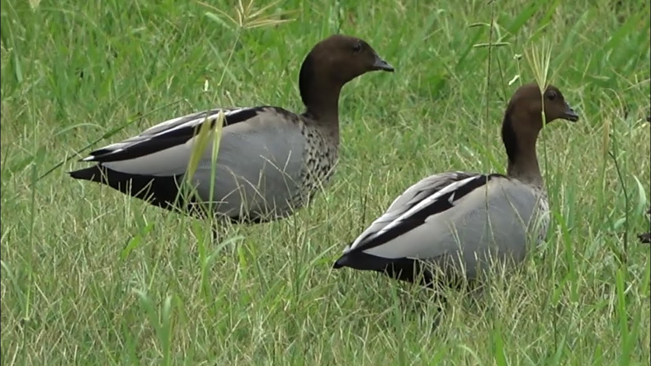 Maned Ducks, Cundle Motel, Cundletown NSW, Australia - YouTube
