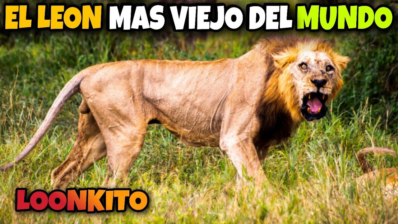 LOONKITO otro LEÓN más QUE ES VÍCTIMA DE HUMANOS - YouTube