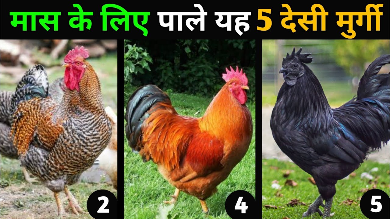 मांस के लिए पाले जाने वाले यह 5 सर्वश्रेष्ठ Desi Murgi के नस्ल👌| 5 Best ...