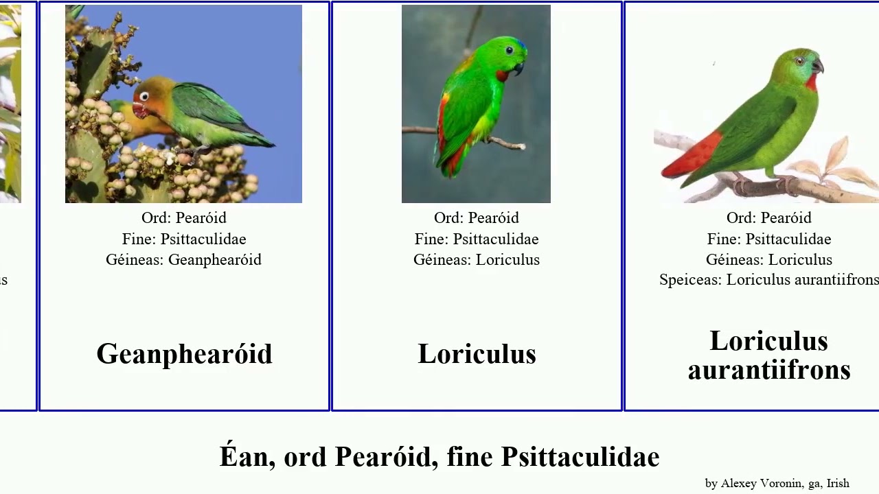Éan, ord Pearóid, fine Psittaculidae loriculus agapornis bird tener ...