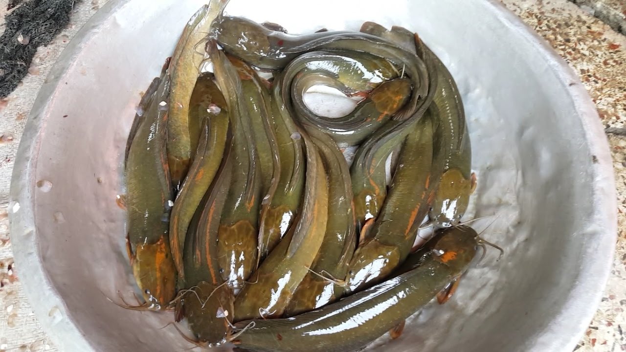 Indian Torrent Catfish Cutting In Fish Market Dhaka Bangladesh - YouTube