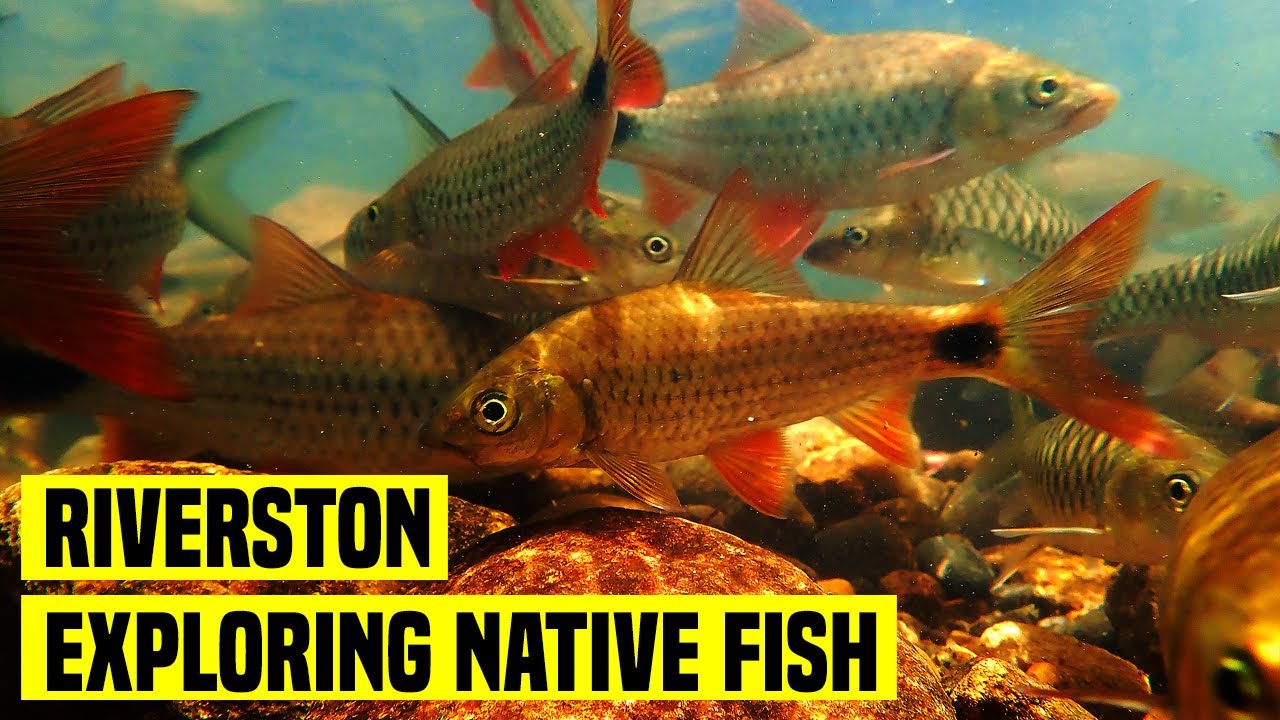 A Walk Through a Village Exploring Native Fish | Illukkumbura ...