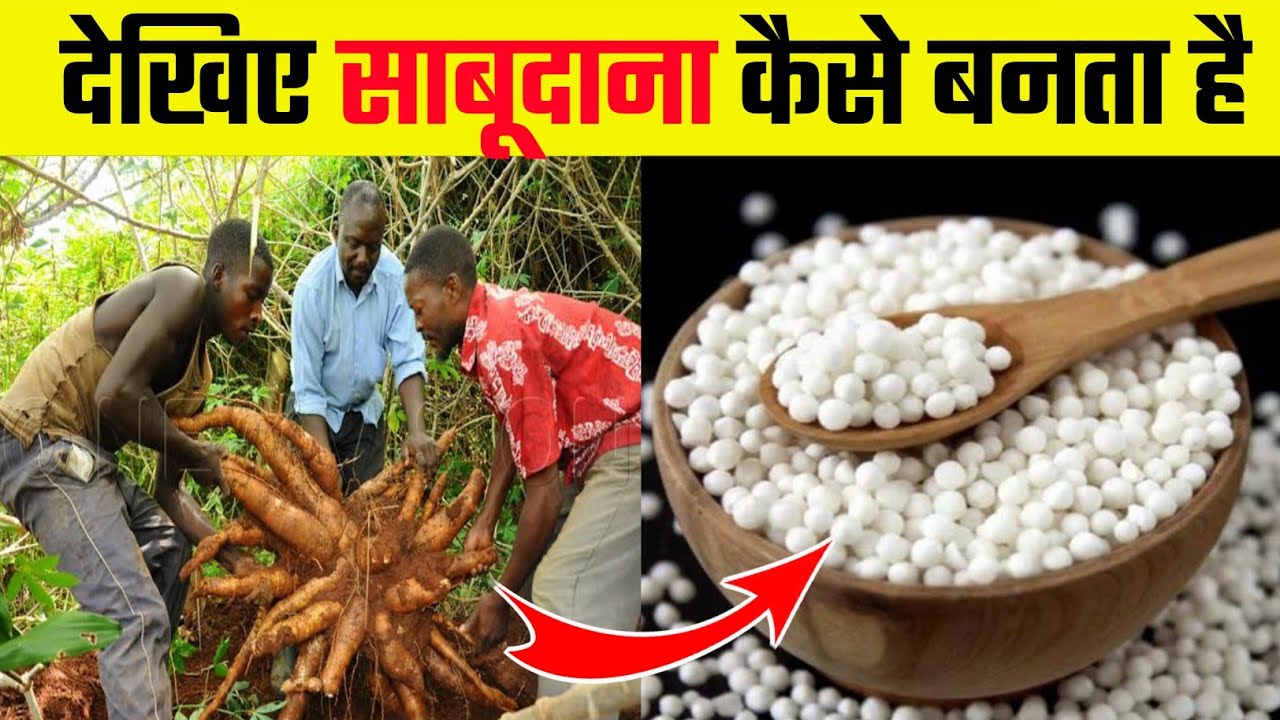 देखिए साबूदाना कैसे बनता है | Sabudana Making Process | How it's made ...