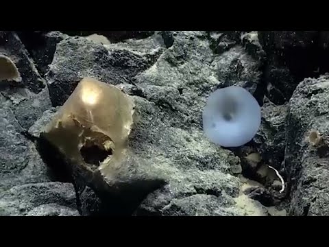 Mysterious Golden Orb Found in Ocean off Alaska - YouTube