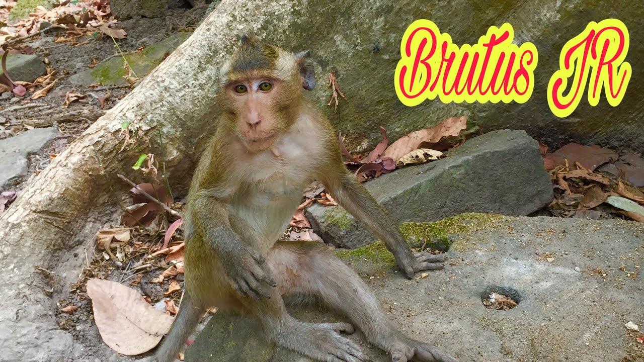 Monkey Brutus JR Protects Himself From Enemy Monkey Obie Carefully ...