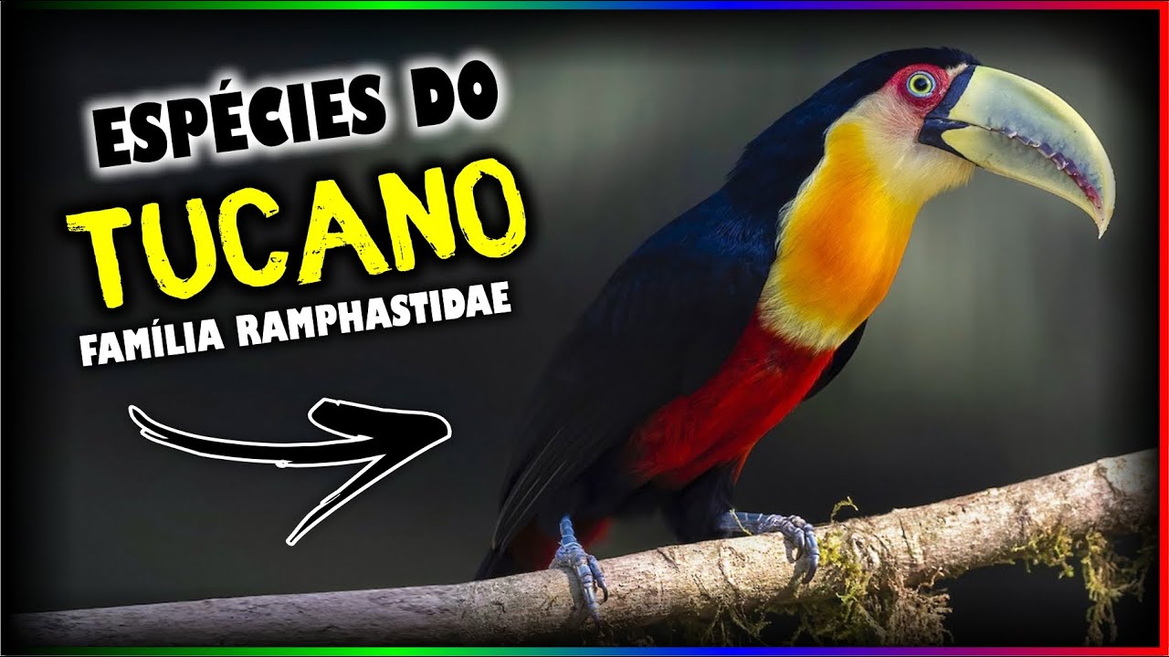 TODAS AS ESPÉCIES DO TUCANO - CONHEÇA AS VARIEDADES DA FAMÍLIA ...