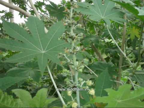 Herbal Medicine - Ricinus communis - Natural Remedy for Rheumatism ...