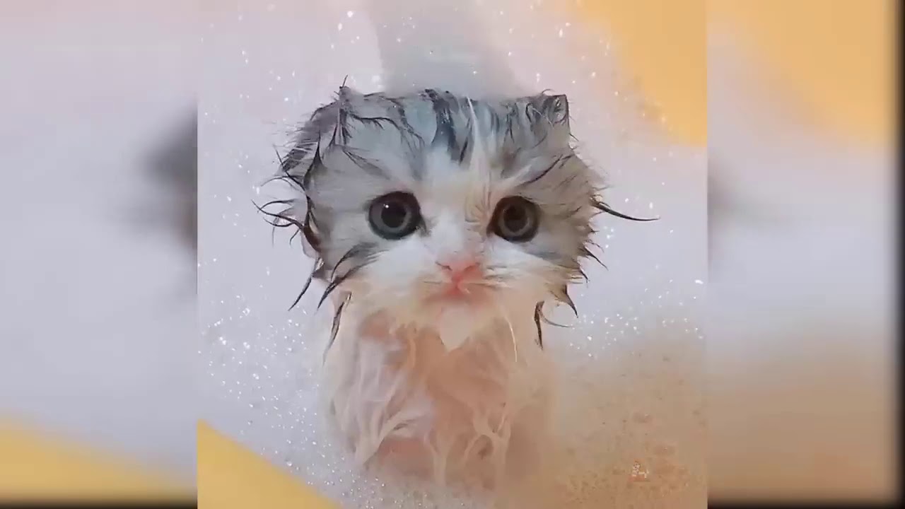 YAVRU KEDİLER EN TATLI VE KOMİK YAVRU KEDİ VİDEOLARI MUTLAKA İZLEYİN ...