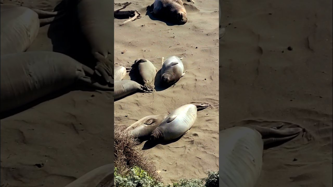 Scenes from the elephant seal rookery in San Simeon, California - YouTube