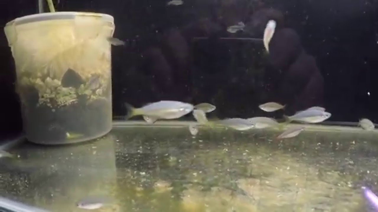 Young Melanotaenia rubrovittata and Melanotaenia kamaka. - YouTube