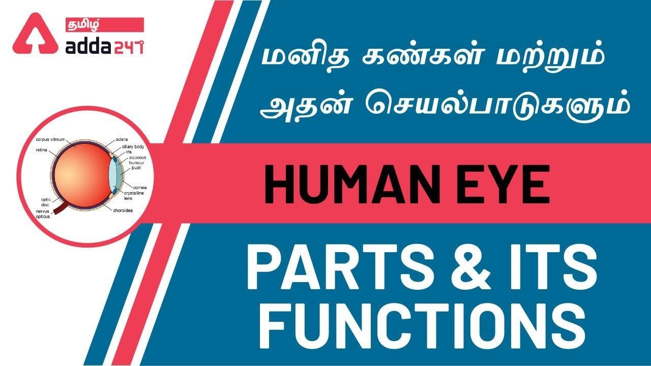 Human Eye | Part And Its Functions in Tamil | General Science For All ...