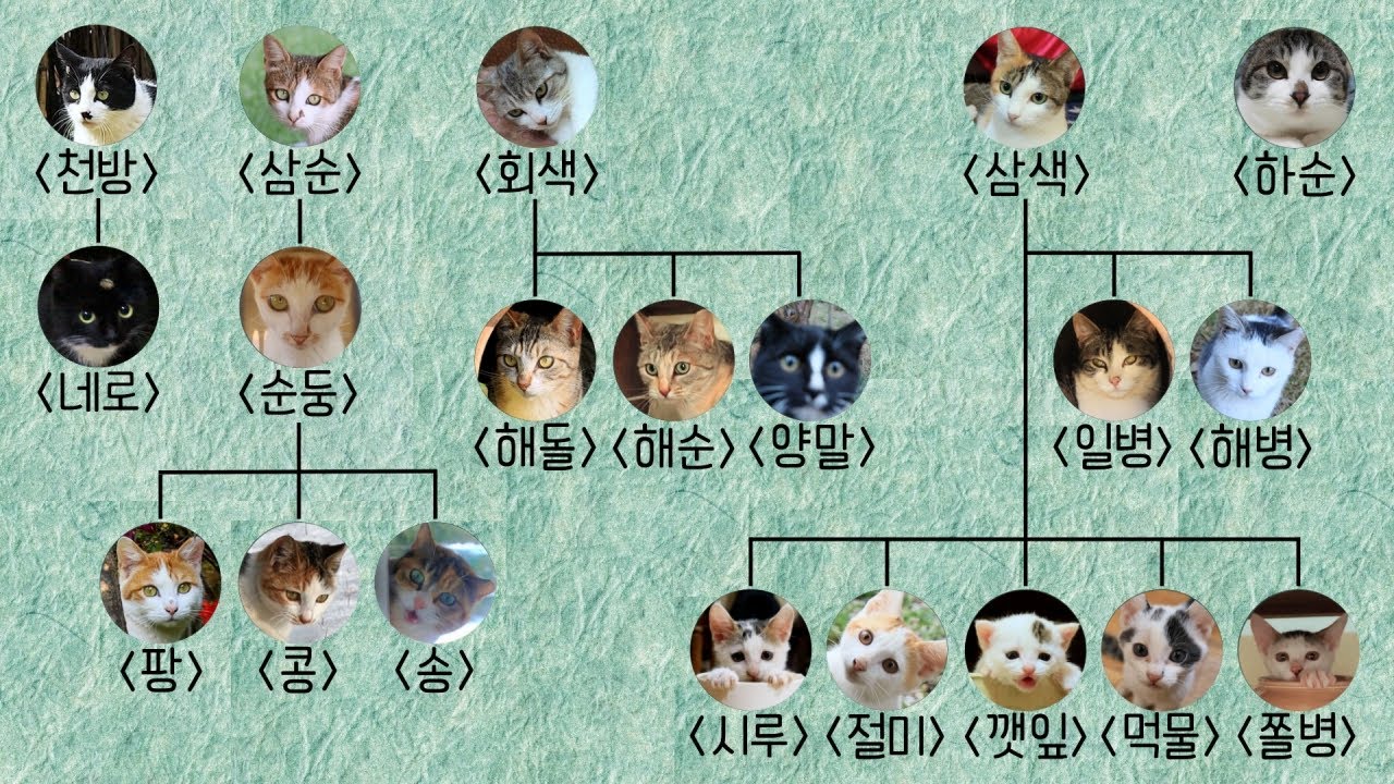 Hasun's family tree - YouTube