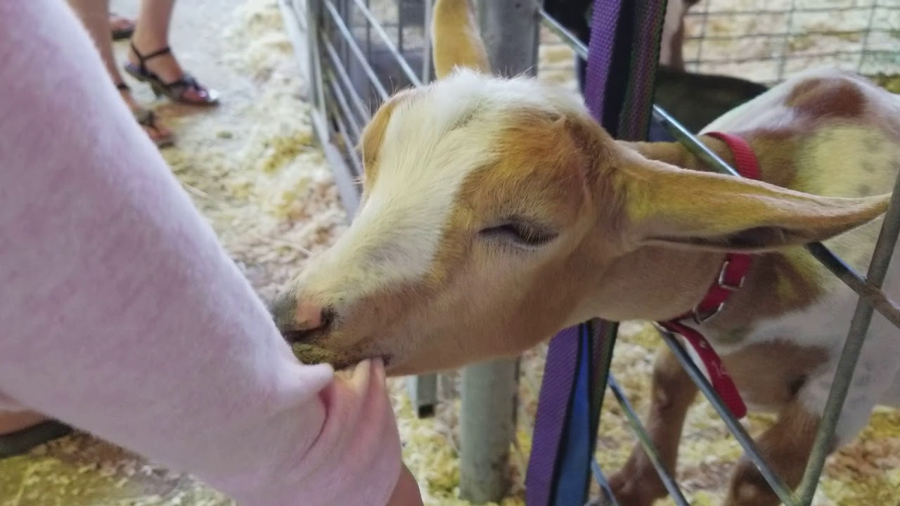 Baby goat nibbling on shirt sleeve at the fair - YouTube