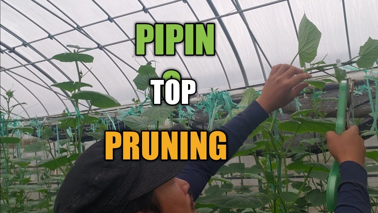 Pipino Top Pruning. - YouTube