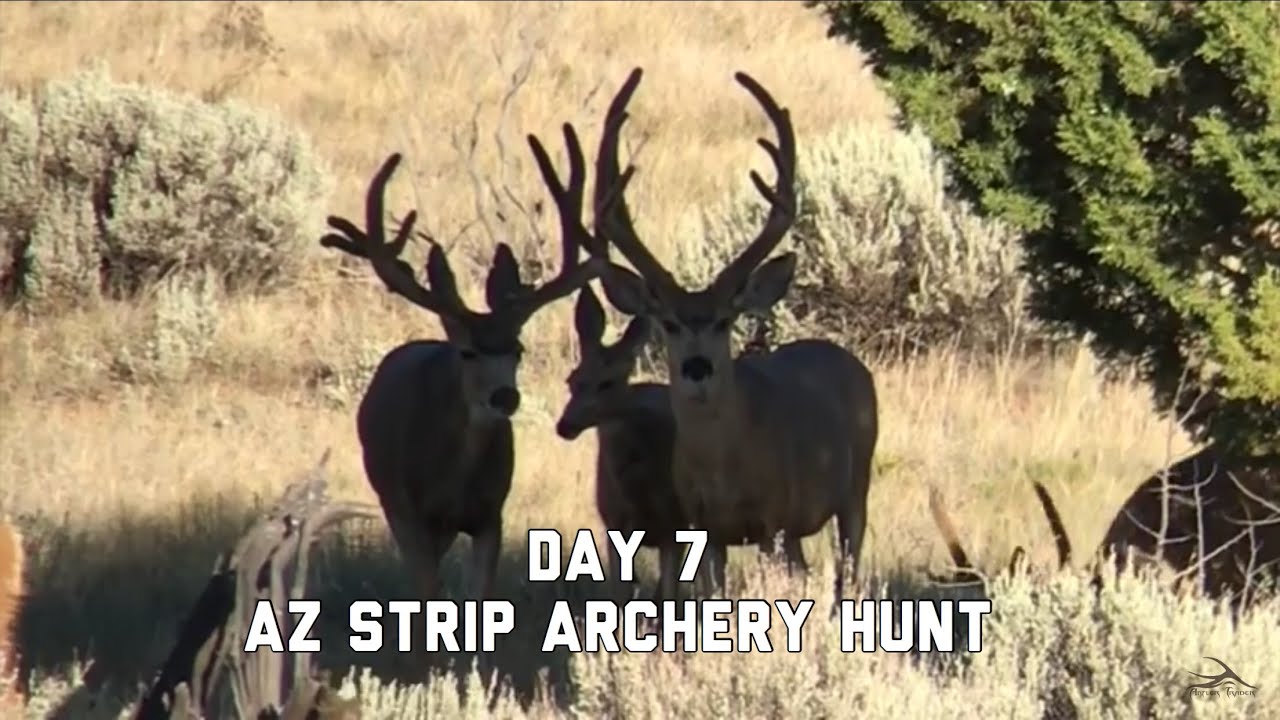 2018 Arizona Strip Archery Mule Deer Hunt Day 7! ( The Guide Life ...