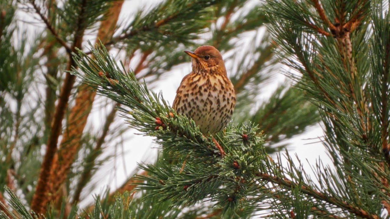 Song Thrush Singing from the Pines | Scotland - YouTube