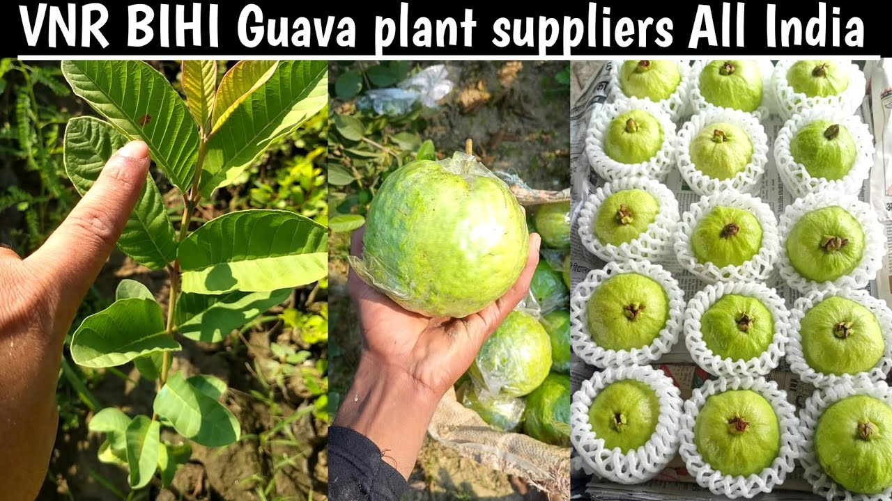 VNR BIHI Guava Farming | Guava plant wholesale suppliers | Guava plant ...